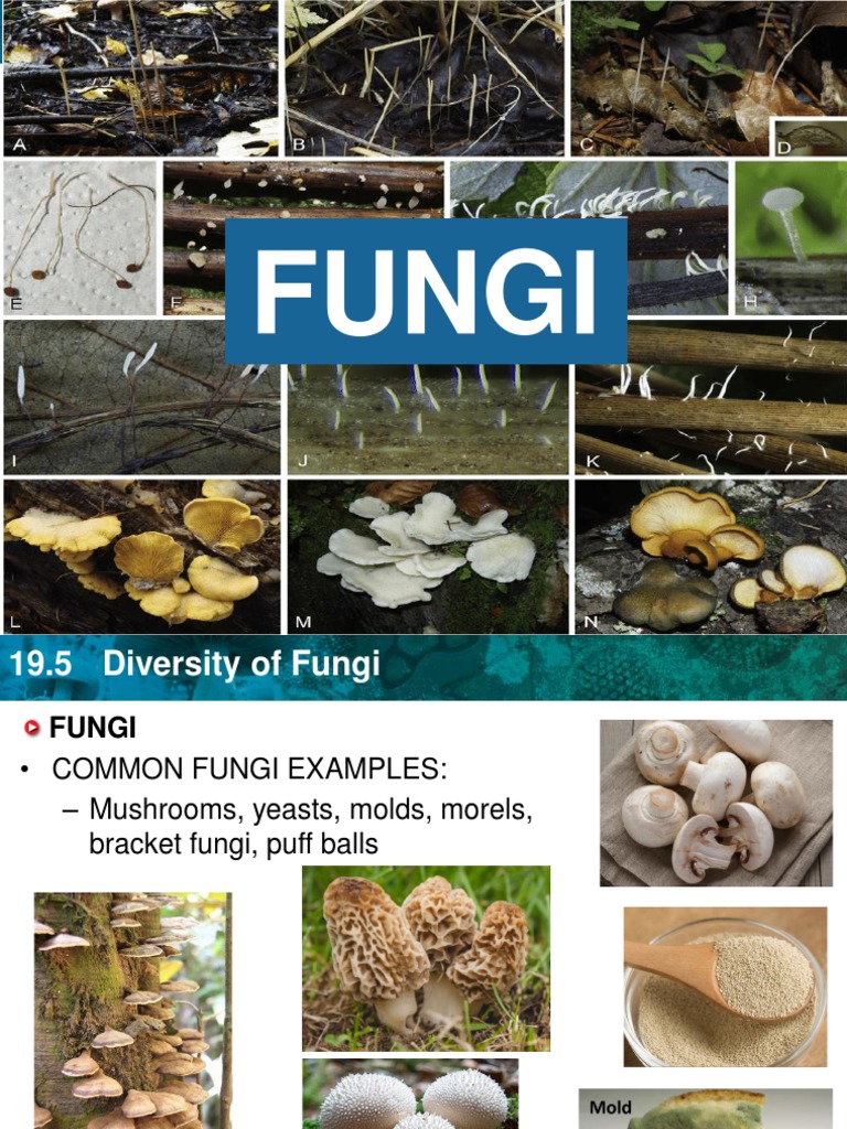 FUNGI | PDF | Fungus | Eukaryotes