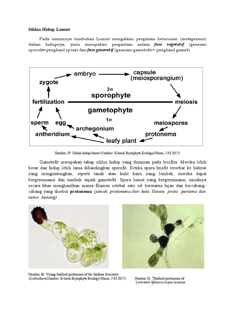 Siklus Hidup Lumut | PDF