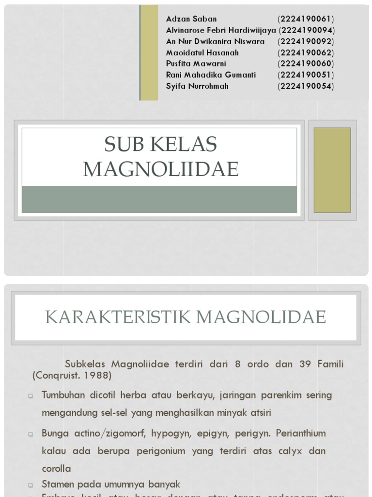 MAGNOLIIDAE | PDF | Branches Of Botany | Botany