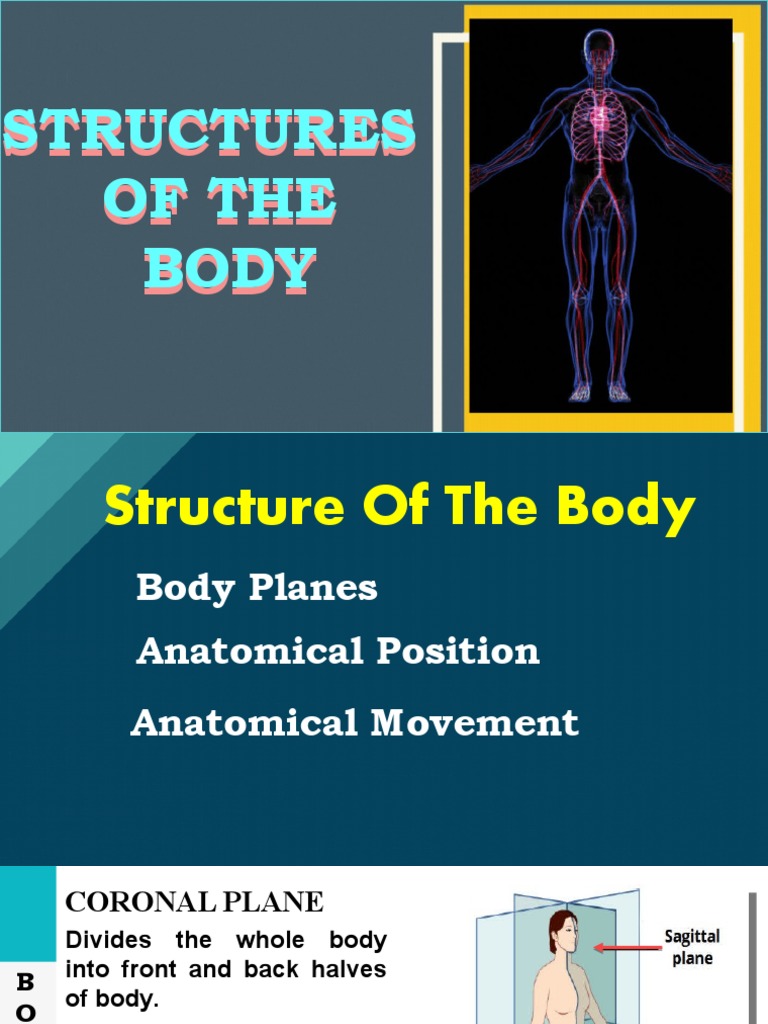 Module 2 - Anatomical Position and Movements | PDF | Anatomical Terms ...