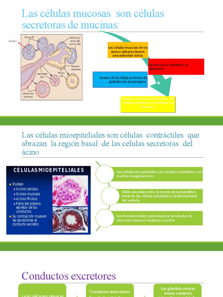 Las Células Mucosas Son Células Secretoras de Mucinas | PDF | Epitelio ...
