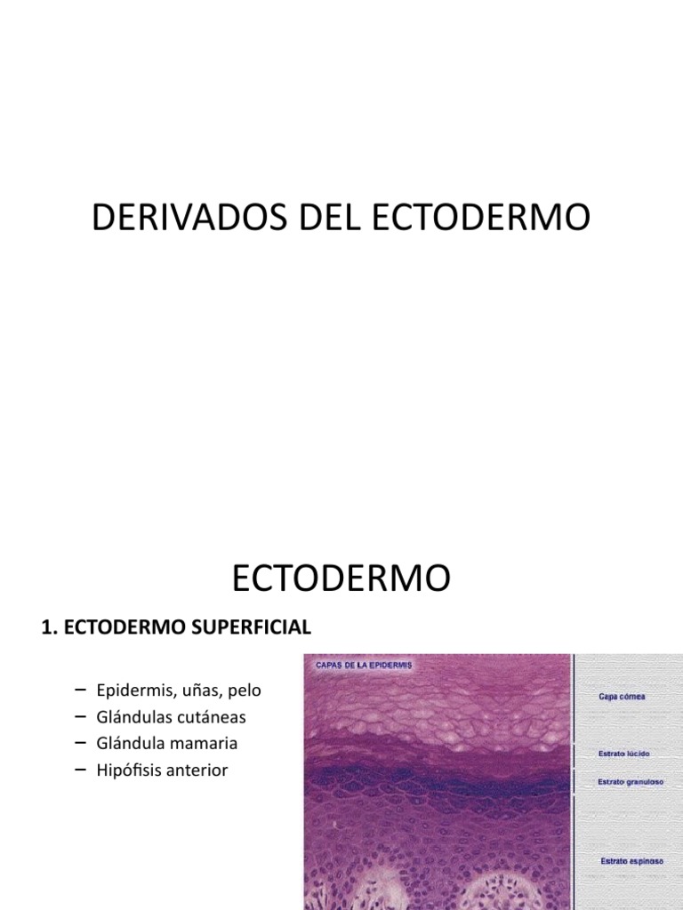 Lab 9 Derivados Del Ectodermo | PDF