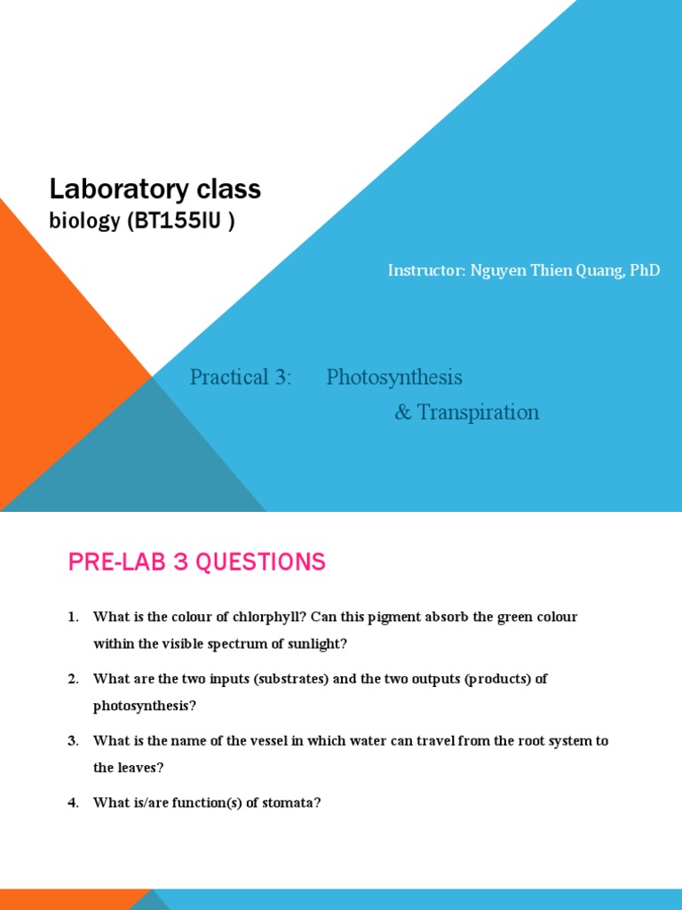 Biology Slides-2021-Practical 3 | PDF | Photosynthesis | Leaf