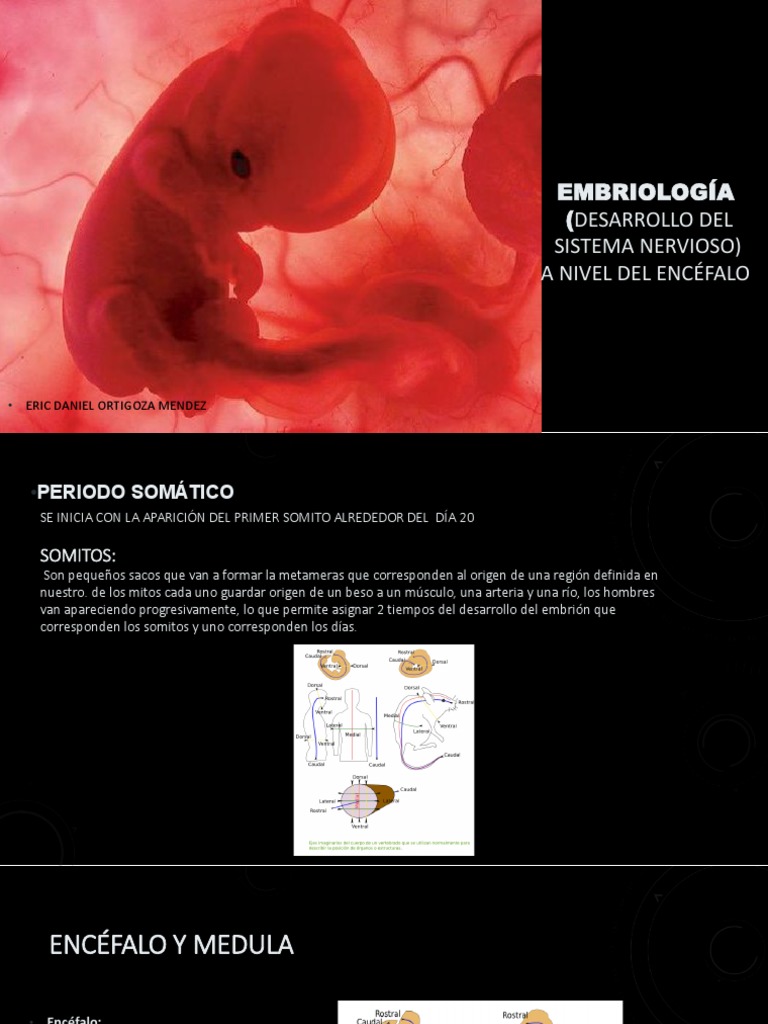 Embriología Desarrollo Del Encefalo | PDF | Cerebro | Biología