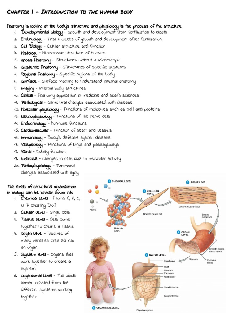 Chapter 1 - Introduction To The Human Body | PDF | Human Body ...
