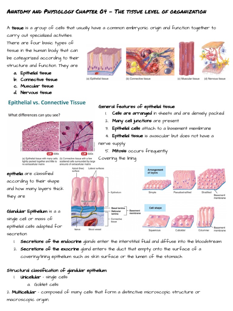 Anatomy and Physiology Chapter 04 - The Tissue Level of Organization ...