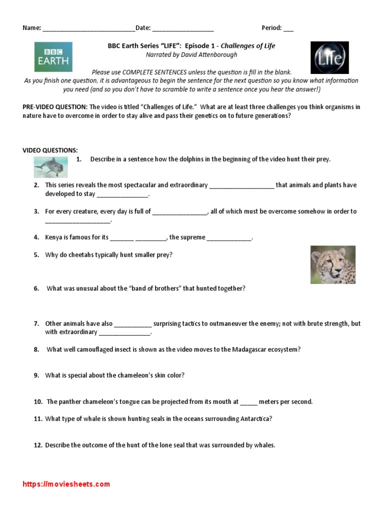 BBC Life: Challenges of Survival Worksheet | PDF | Predation | Courtship