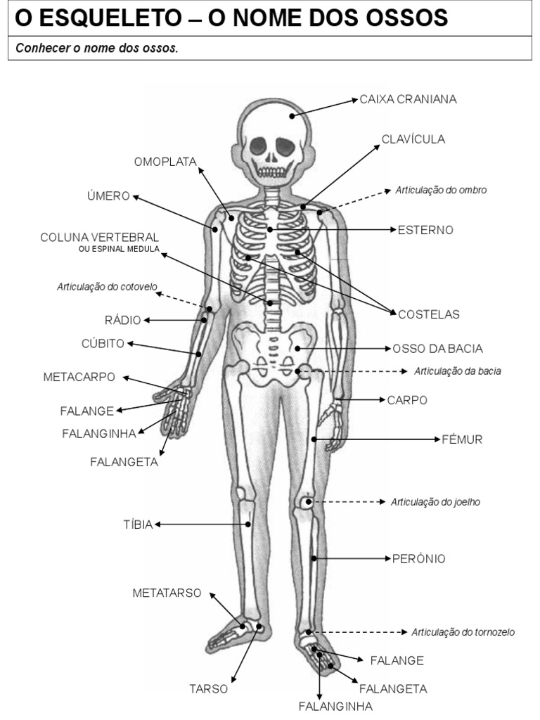 Esqueleto Com Legenda | PDF