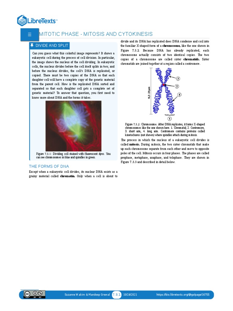 Mitosis and Cytokinesis Guide | PDF | Mitosis | Chromosome