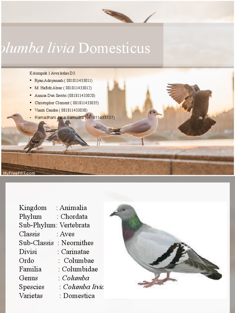 Columba Livia Domesticus | PDF | Thorax (Human Anatomy) | Organ (Anatomy)