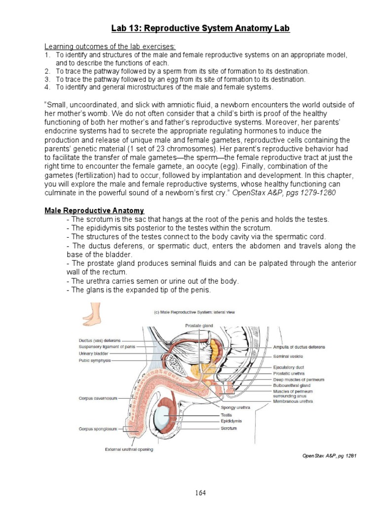 Reproductive System Anatomy Lab Guide | PDF | Uterus | Gonadotropin
