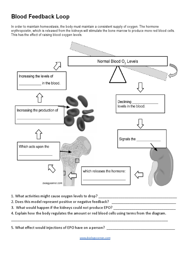Blood Feedback Loop | PDF