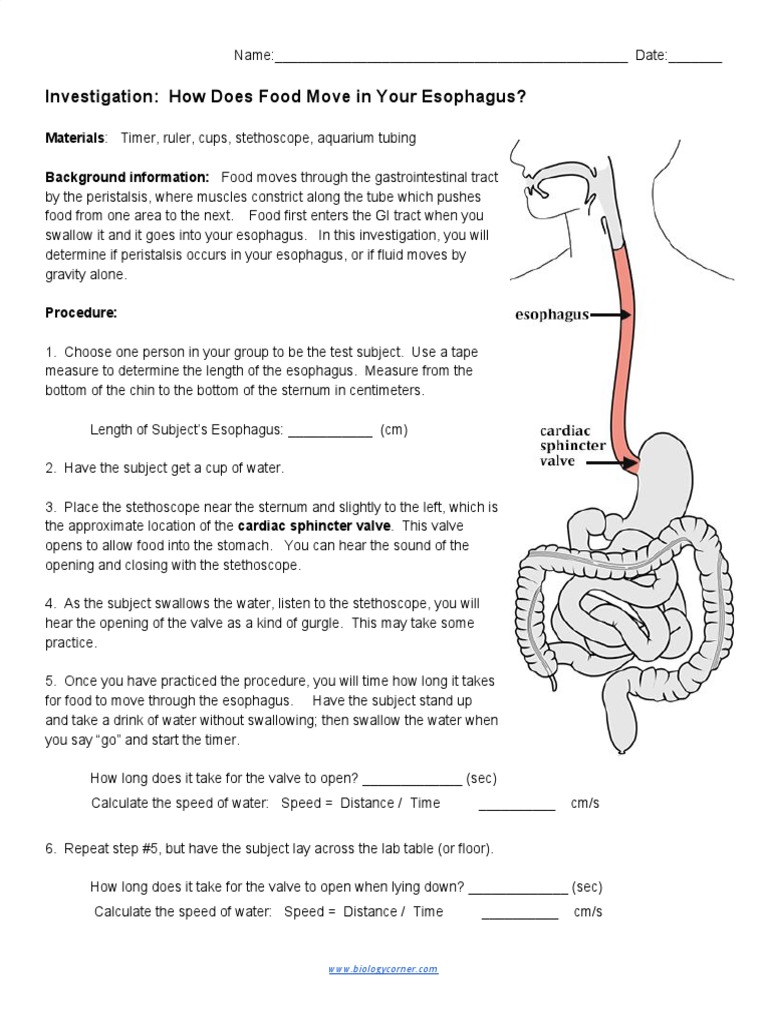 Investigation - How Does Food Move in Your Esophagus | PDF | Esophagus ...