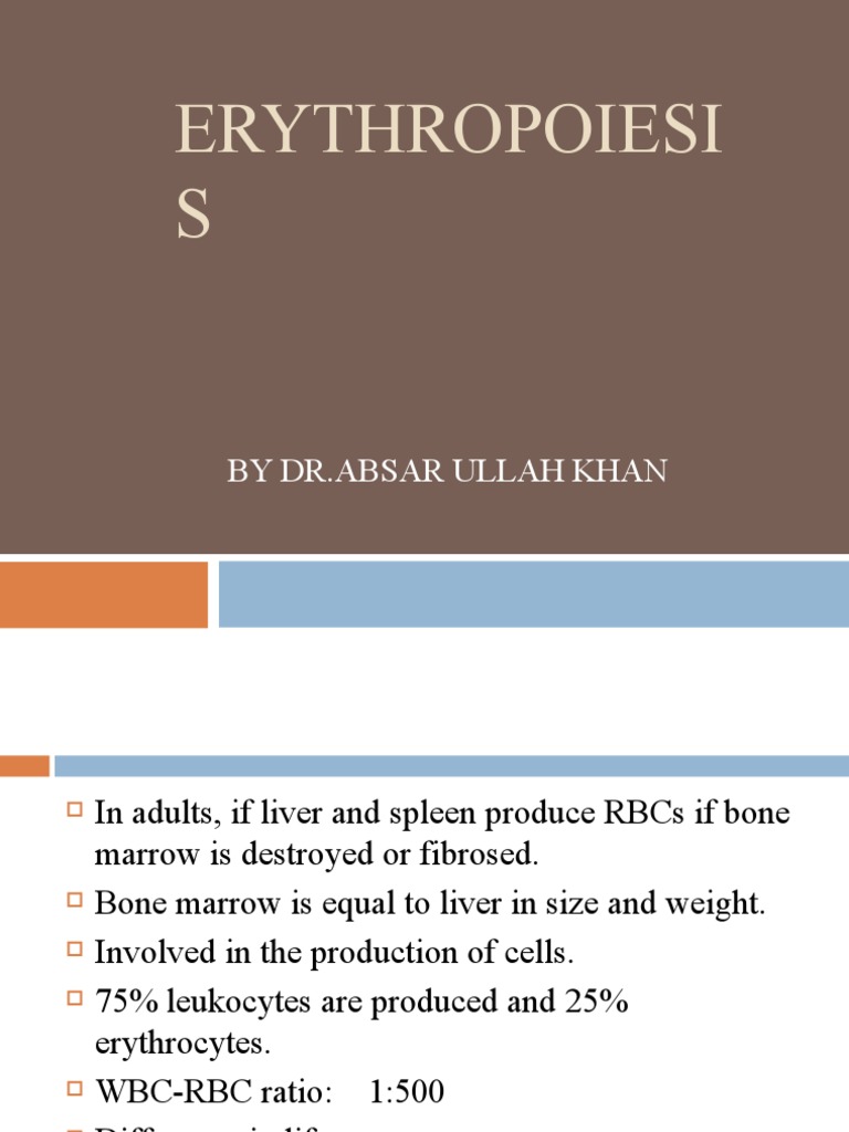 Erythropoiesi S: by DR - Absar Ullah Khan | PDF | Hematopoietic Stem Cell | Haematopoiesis