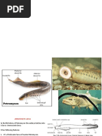 Myxine: Classification and Characteristics | PDF | Skeleton | Gill