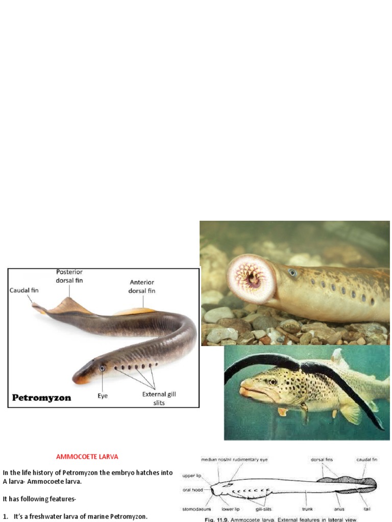 Ammocoete Larva | PDF | Mouth | Gill