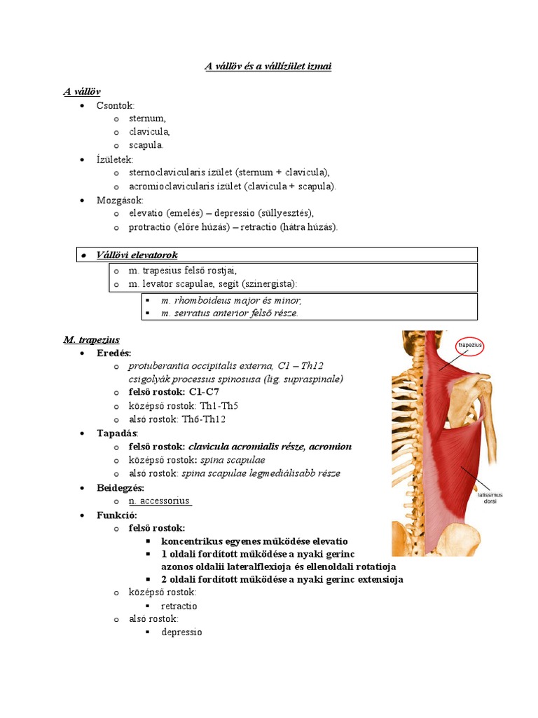 A Vállöv És A Vállízület Izmai | PDF