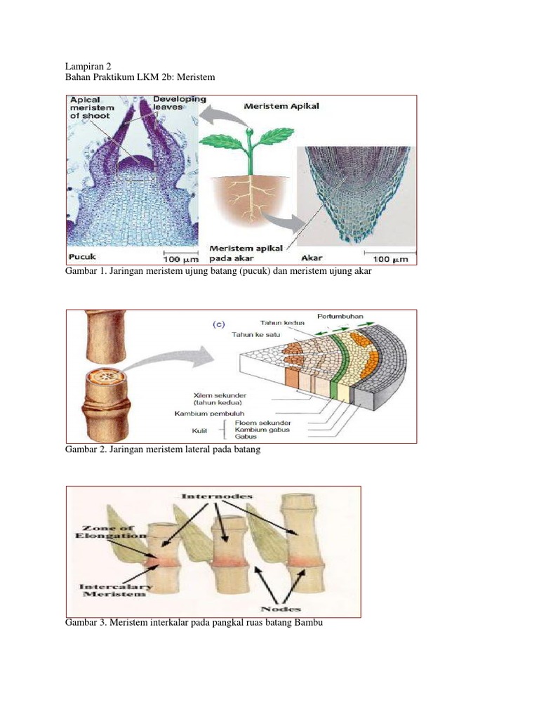 Jenis Jaringan Meristem dalam Tanaman | PDF | Sains & Matematika | Komputer