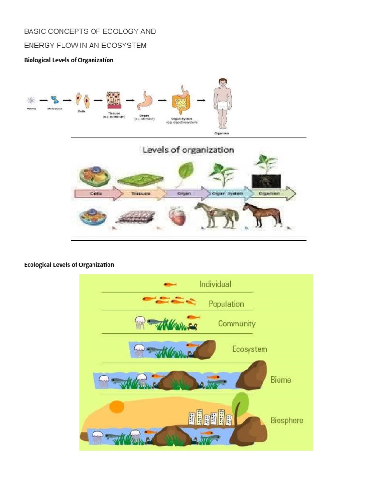 Basic Concept of Ecology and Energy Flow in An Ecosystem | PDF | Food ...