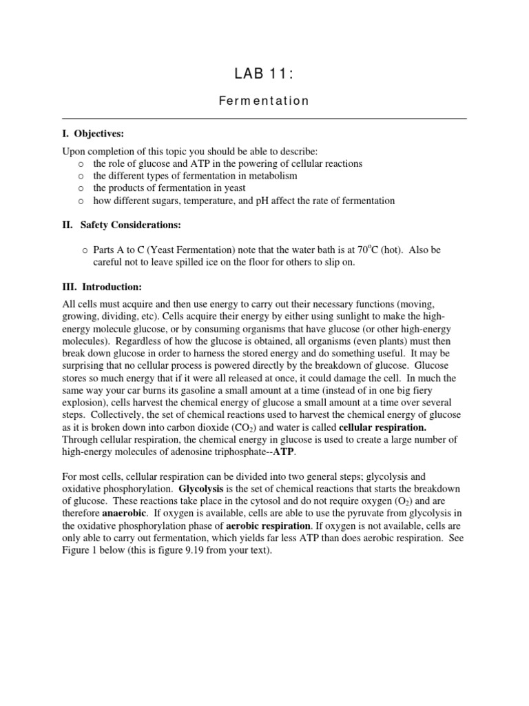 Lab 11 Fermentation - spr10 | PDF | Cellular Respiration | Glycolysis