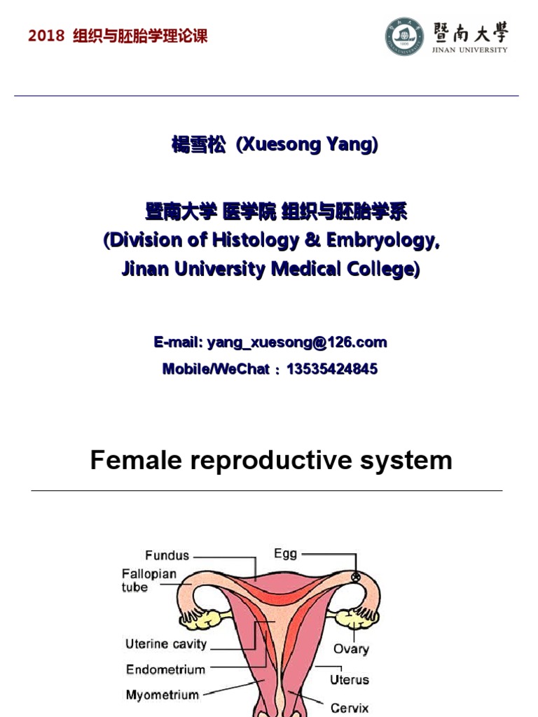 14 - Female Reproductive System | PDF | Menstrual Cycle | Ovary