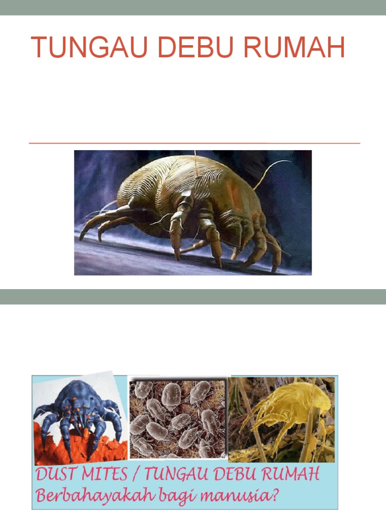 Tungau Debu Rumah | PDF
