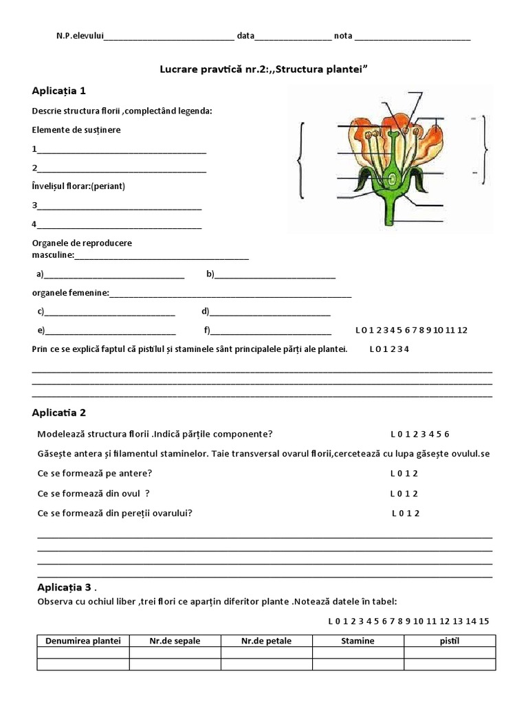 Lucrare Practica NR 2 Structura Plantei Cl8 | PDF