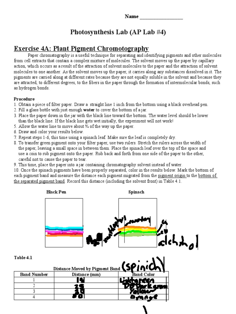 Photosynthesis Lab (AP Lab #4) Exercise 4A: Plant Pigment ...