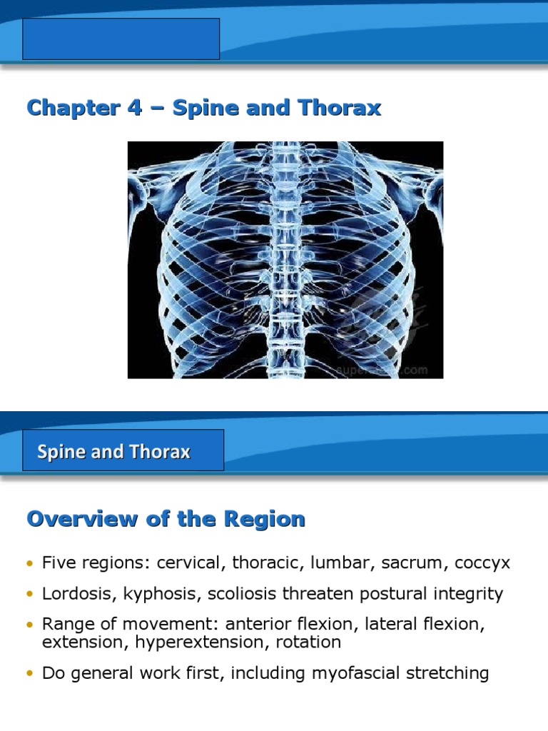 Chapter 4 - Spine and Thorax | PDF | Vertebral Column | Abdomen