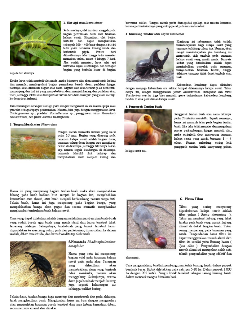 Hama Utama pada Tanaman Kelapa Sawit | PDF