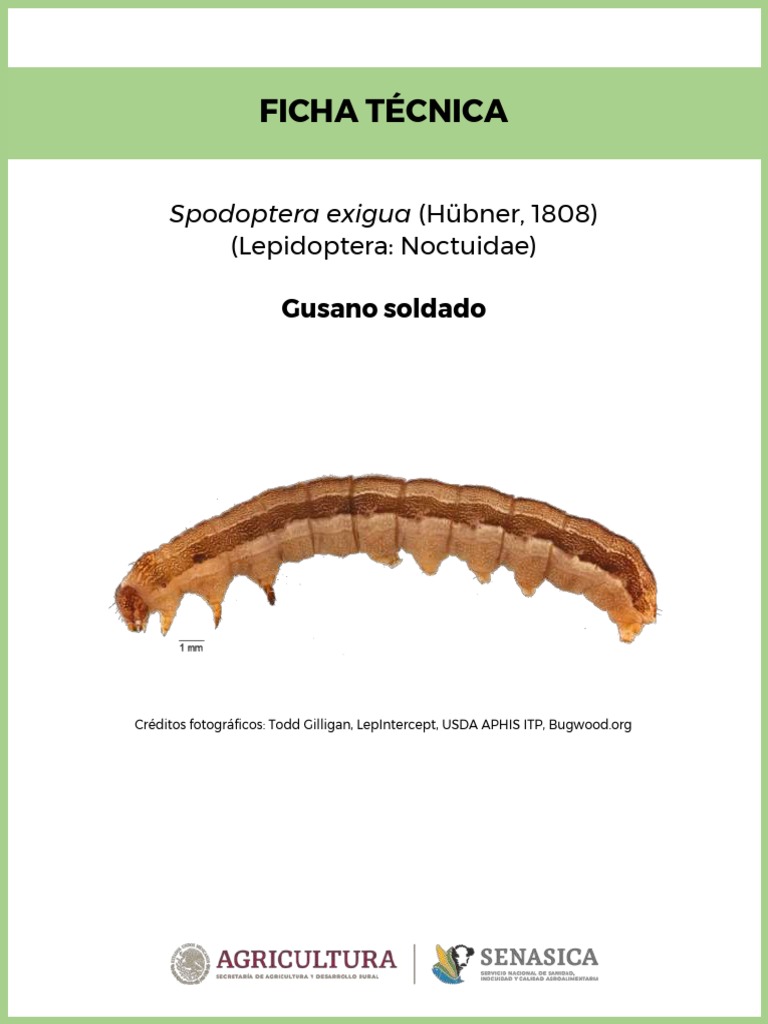 Gusano Soldado Spodoptera Exigua | PDF | Control biológico de plagas ...