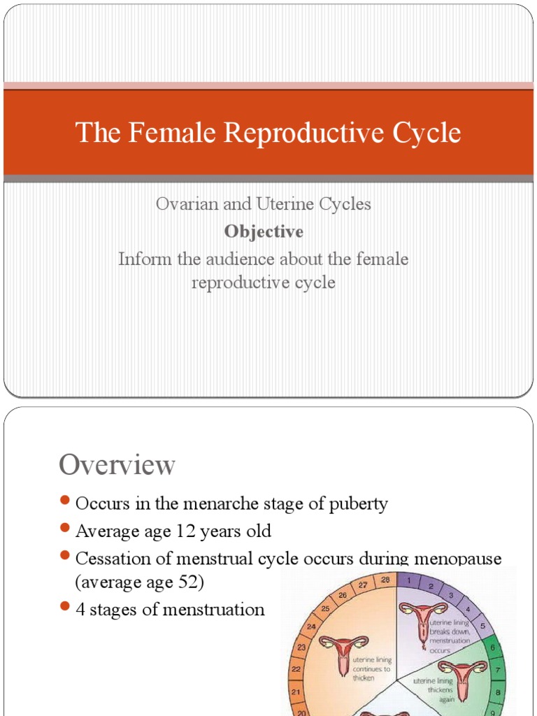 The Female Reproductive Cycle | PDF | Gynaecology | Menstrual Cycle