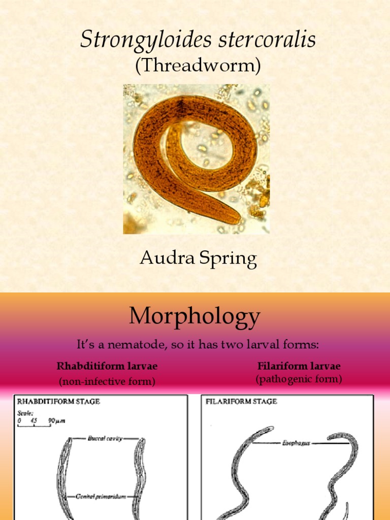 Strongyloides | PDF | Medical Specialties | Diseases And Disorders