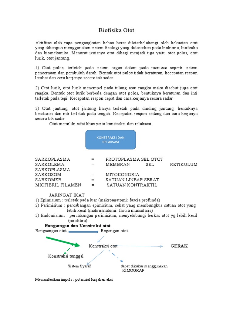 Biofisika Otot | PDF