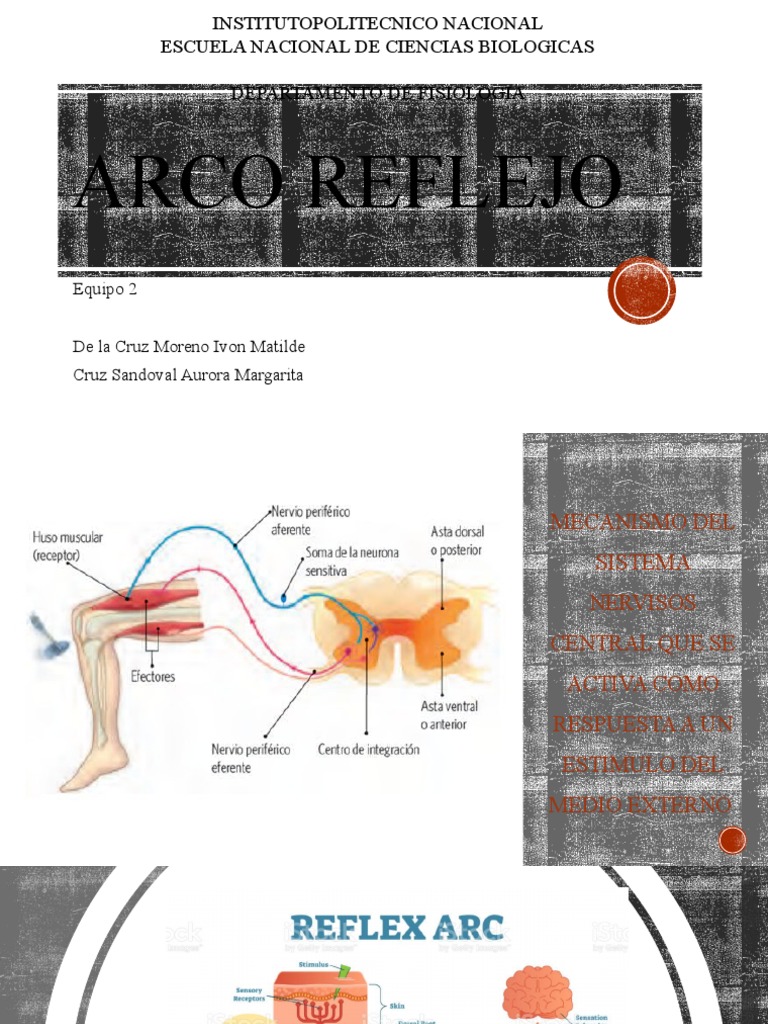 Arco Reflejo | PDF | Ojo humano | Ojo