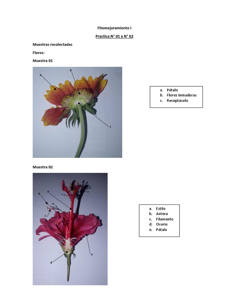 Practica 1 y 2 | PDF | Flores | Reproducción de plantas