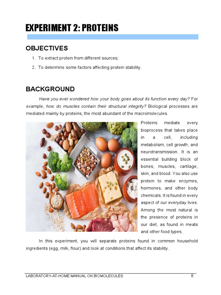 Experiment 2: Proteins: Objectives | PDF | Egg White | Proteins