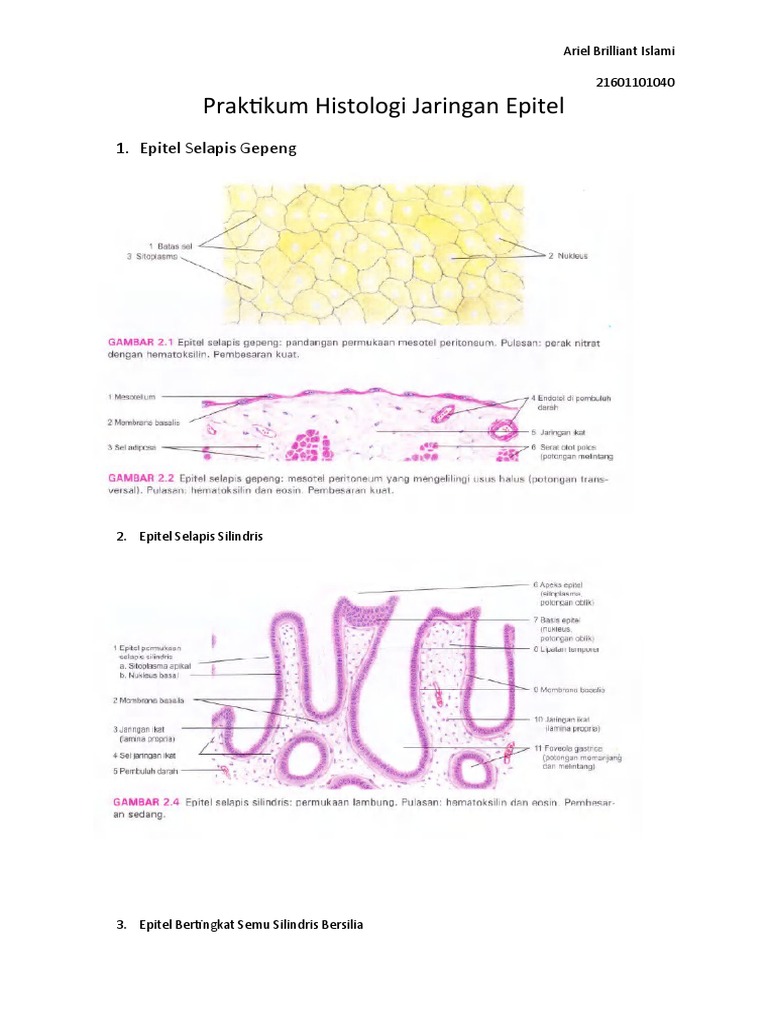 Praktikum Histologi Jaringan Epitel | PDF