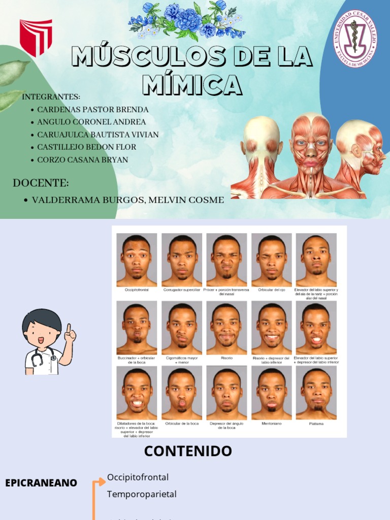 Músculos de La Mímica - Grupo 1 | PDF | Cabeza y cuello humanos | Anatomía