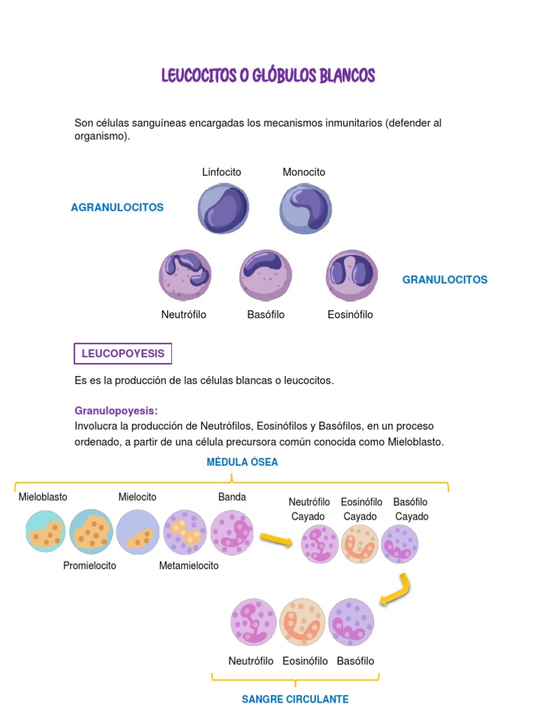 LEUCOCITOS | PDF | Leucocito | Linfocitos