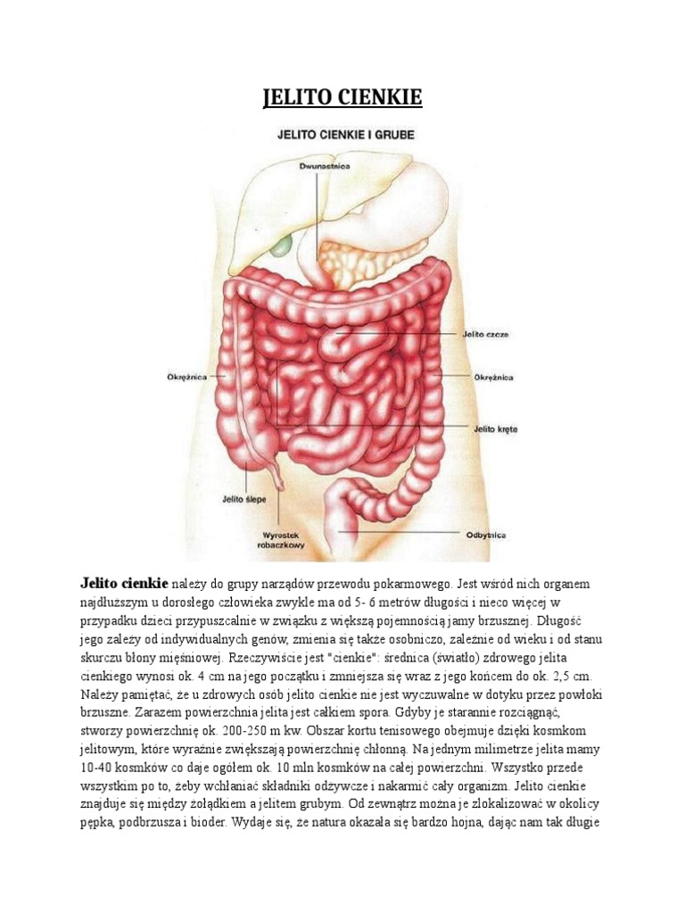 Jelito Cienkie | PDF