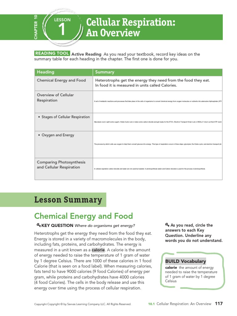 Cellular Respiration: An Overview: Lesson Summary | PDF | Cellular ...