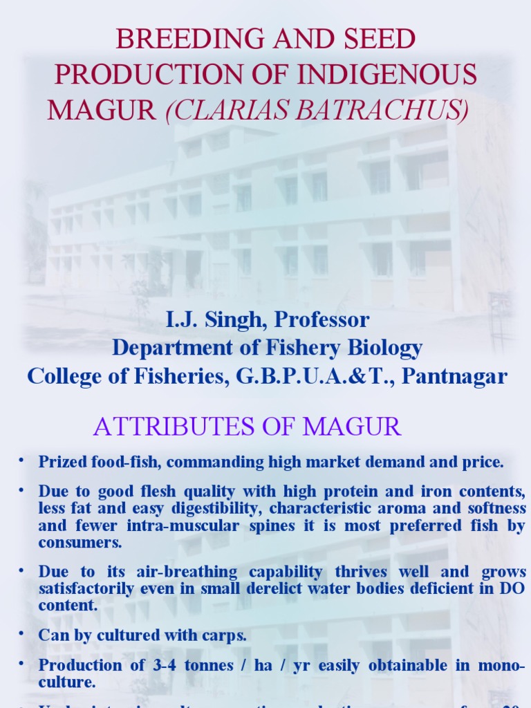 Breeding and Seed Production of Indigenous Magur (Clarias Batrachus ...