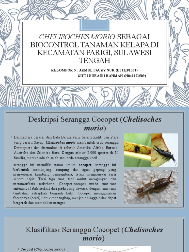 Chelisoches Morio Sebagai Biocontrol Tanaman Kelapa Di Kecamatan Parigi, Sulawesi Tengah | PDF