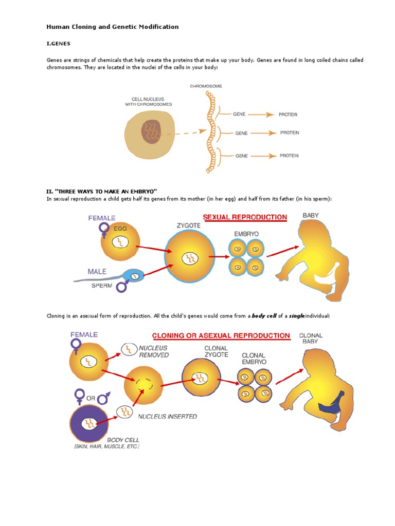 Human Cloning and Genetic Modification | PDF | Cloning | Assisted ...
