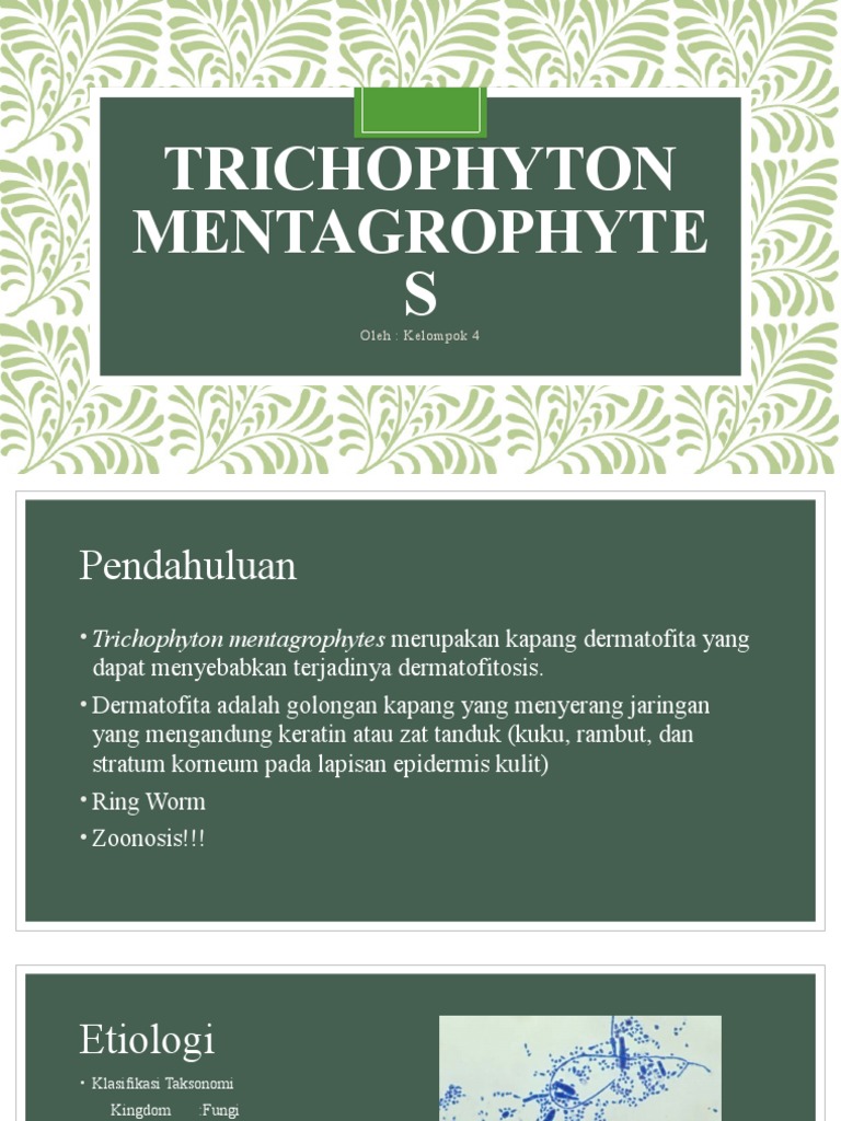 Trichophyton Mentagrophytes | PDF