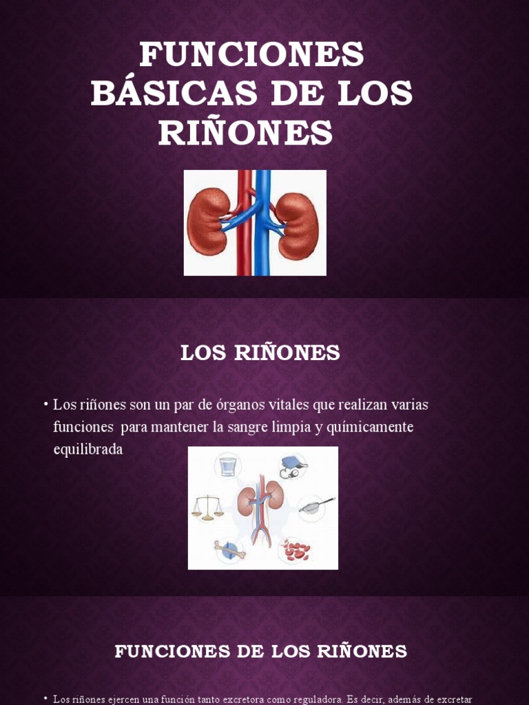 Funciones Básicas de Los Riñones | PDF | Riñón | Orina
