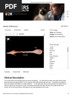 Feather Follicle Cyst in Chickens | PDF | Feather | Lymph Node