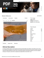 Feather Follicle Cyst in Chickens | PDF | Feather | Lymph Node
