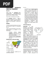 Cavidad Pelvica Pdf Pelvis Anatomía Humana